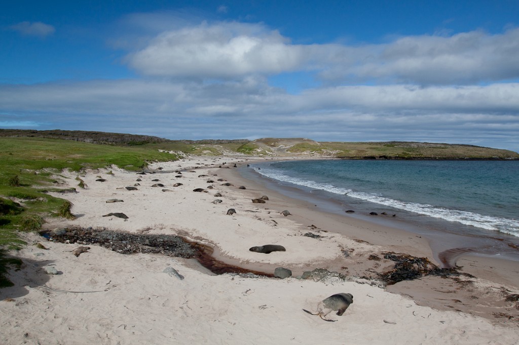 Galapagos of the Southern Ocean | Heritage Adventurer
