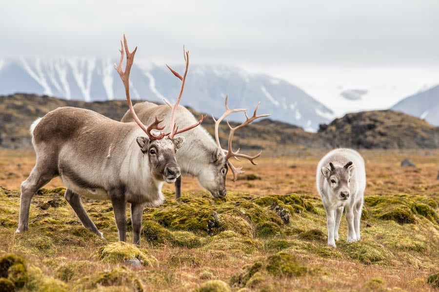 Three Arctic Islands: Extended Passage (Discoverer) | Chimu Adventures
