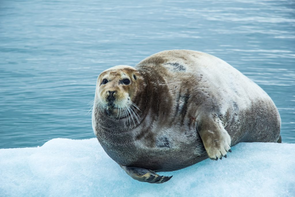 Arctic Animals – Meet the Wildlife of the North | Chimu Adventures