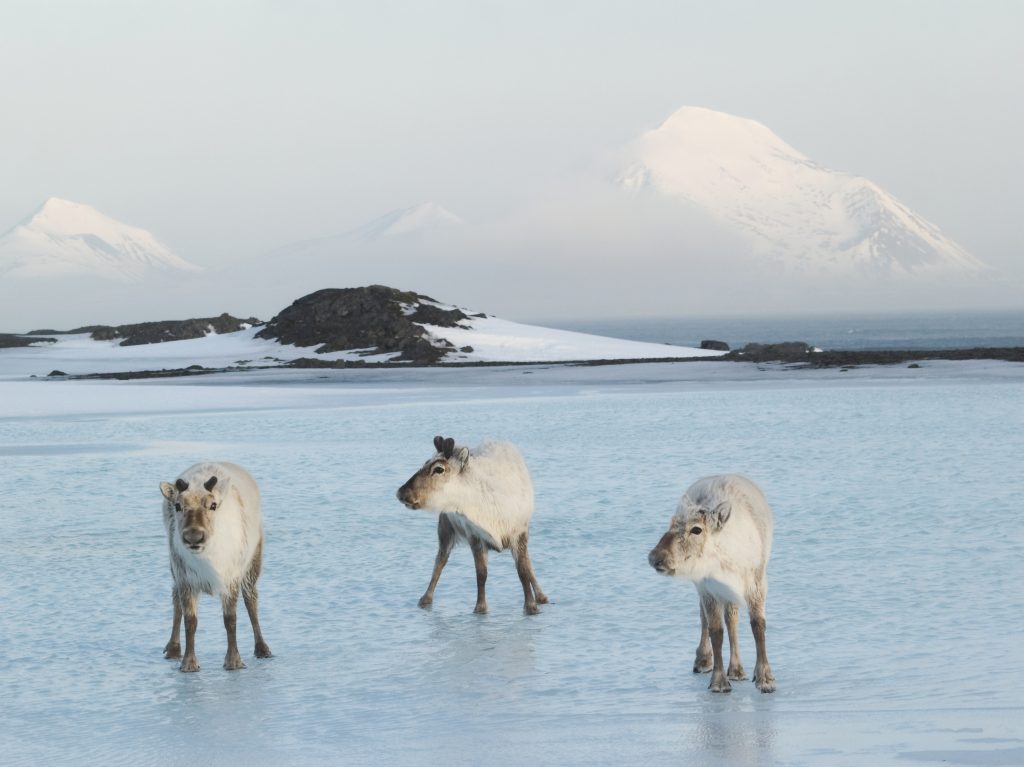 Arctic Animals – Meet the Wildlife of the North | Chimu Adventures