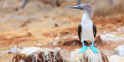 Central & South 4 Day Itinerary | Galapagos Angel
